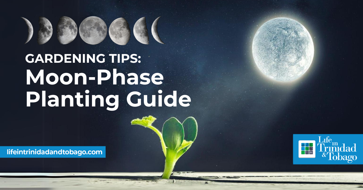 Gardening Tips for Trinidad & Tobago: Moon-Phase Planting Guide